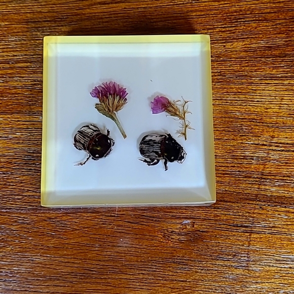 Art | Vintage Real Insect Acrylic Paperweight Made In Kenya | Poshmark